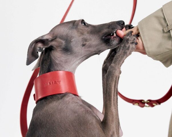 The Shift Toward Humane Dog-Walking Gear Among Local Pet Owners - River ...
